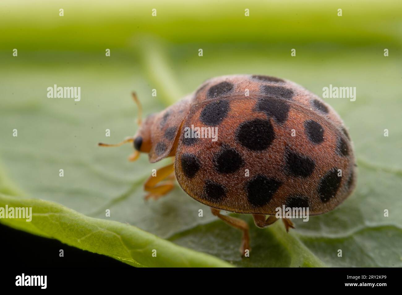 Ladybugs on leaves hi-res stock photography and images - Alamy