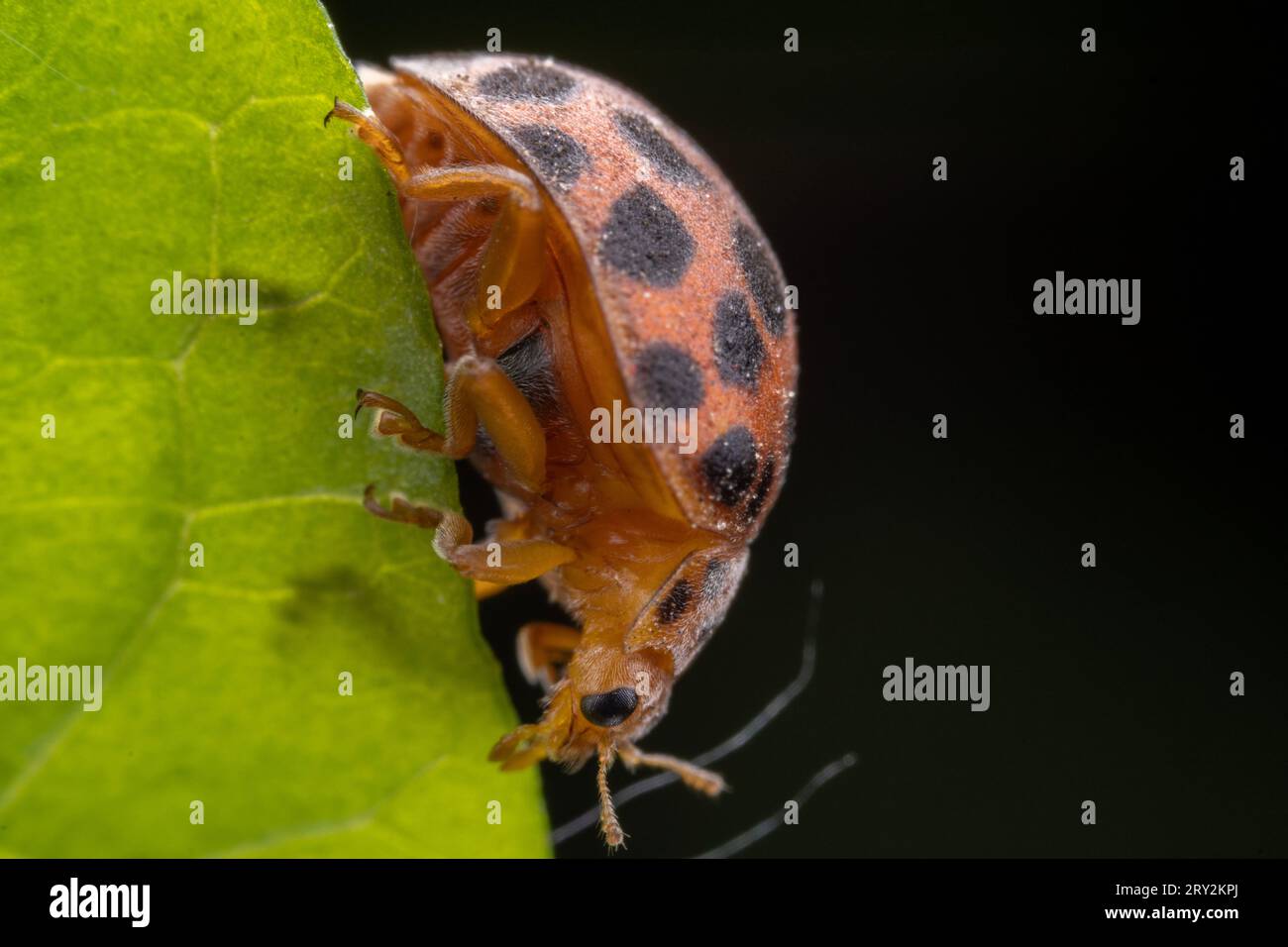 Ladybugs on leaves hi-res stock photography and images - Alamy