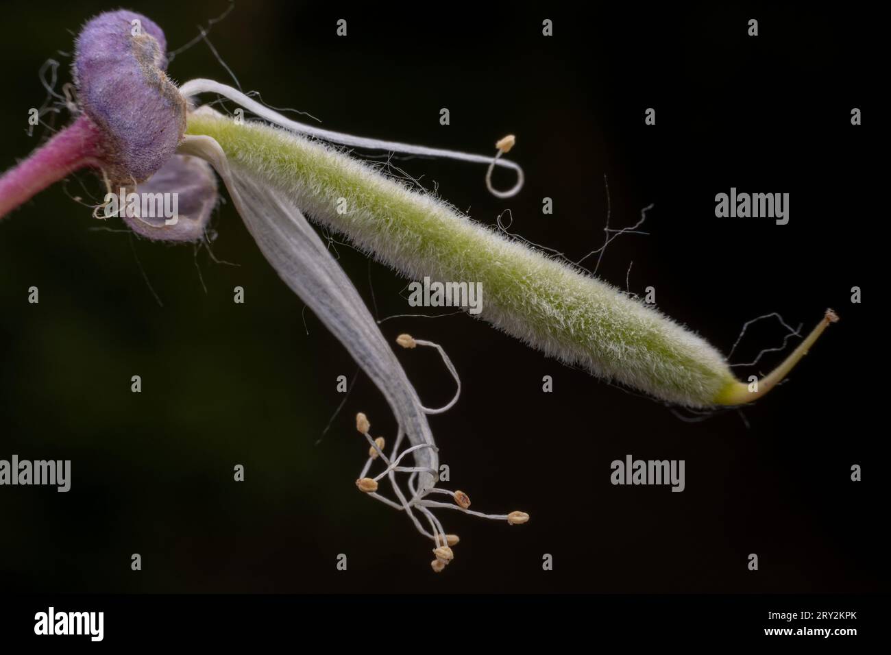 Wisteria pod hi-res stock photography and images - Alamy