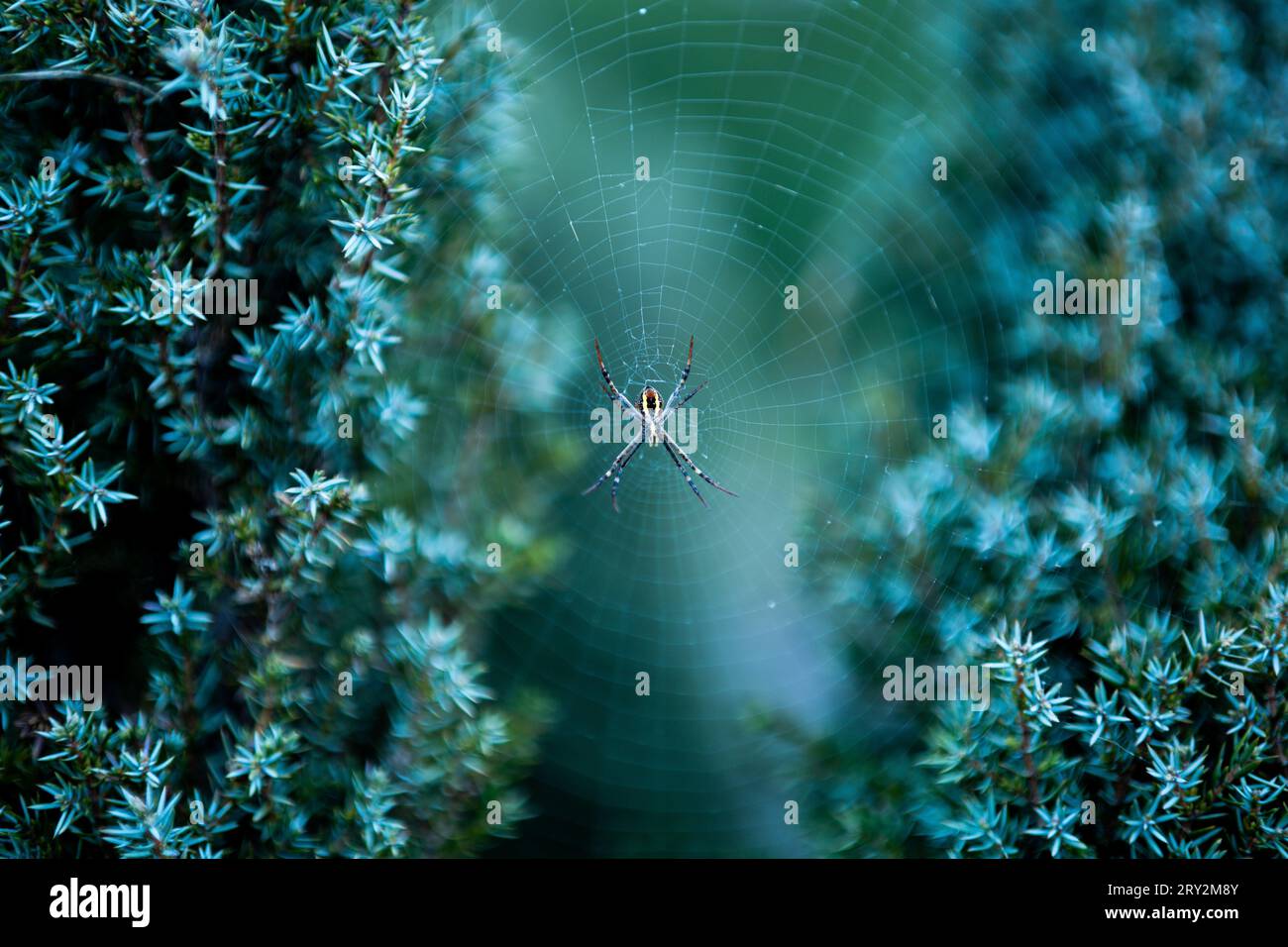 "The magic of nature's collaboration🕸️🕷️🌿 Stock Photo - Alamy