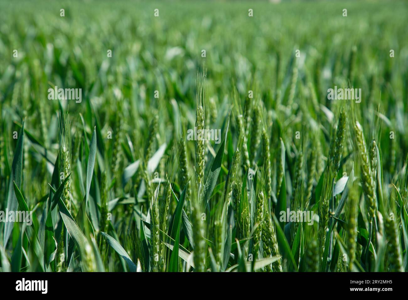 Grain filling period hi-res stock photography and images - Alamy