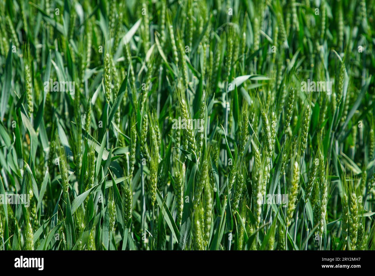 Grain filling period hi-res stock photography and images - Alamy