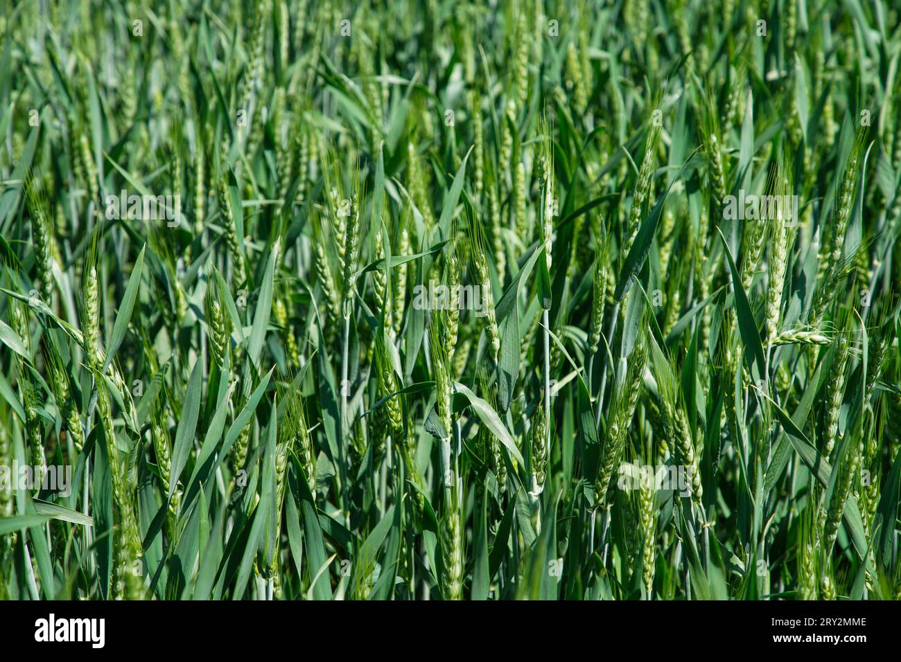 Grain filling period hi-res stock photography and images - Alamy