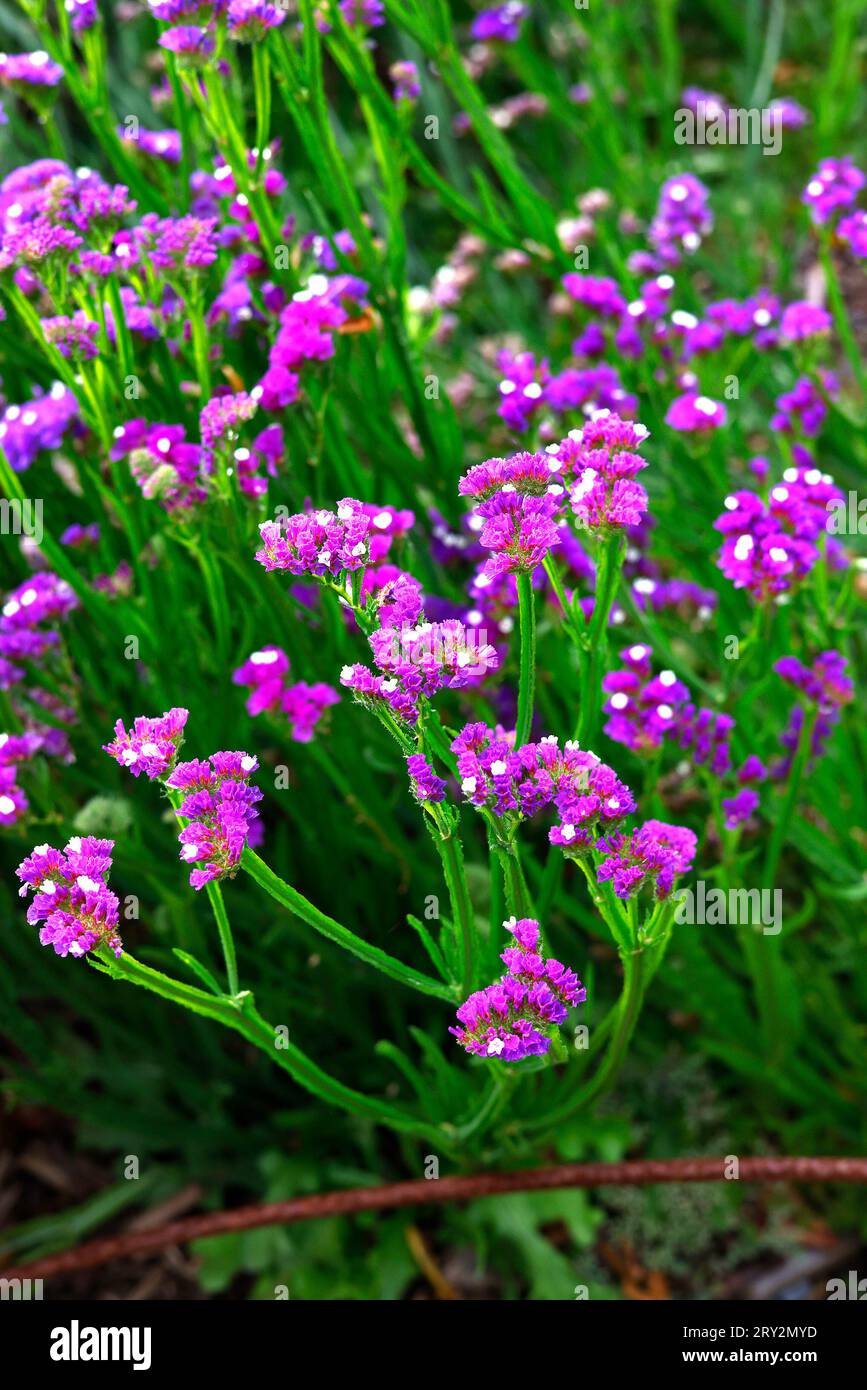 Closeup of the violet purple flowers and green stems of the summer long ...