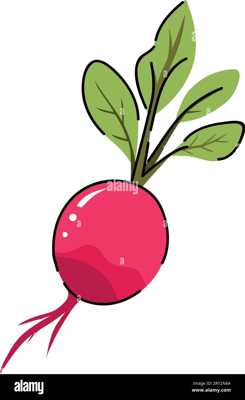 purple radish illustration Stock Vector Image & Art - Alamy