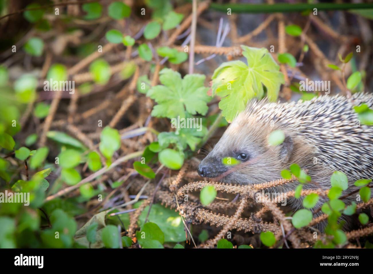 Igel Igelmutter mit Jungtieren im Wohnumfeld von Menschen. Ein ...