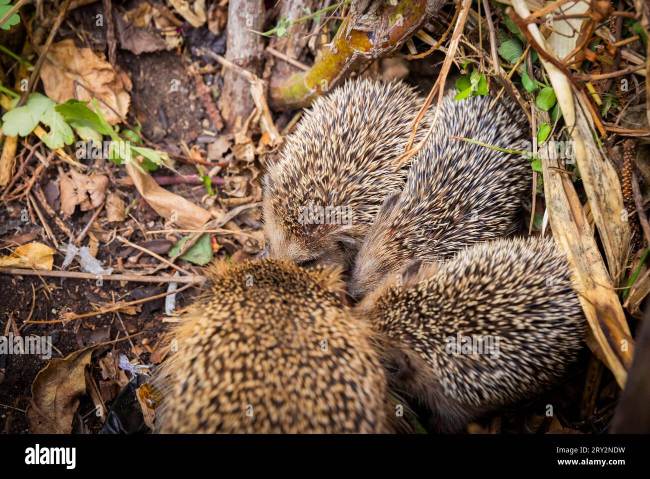 Junge igel hi-res stock photography and images - Alamy