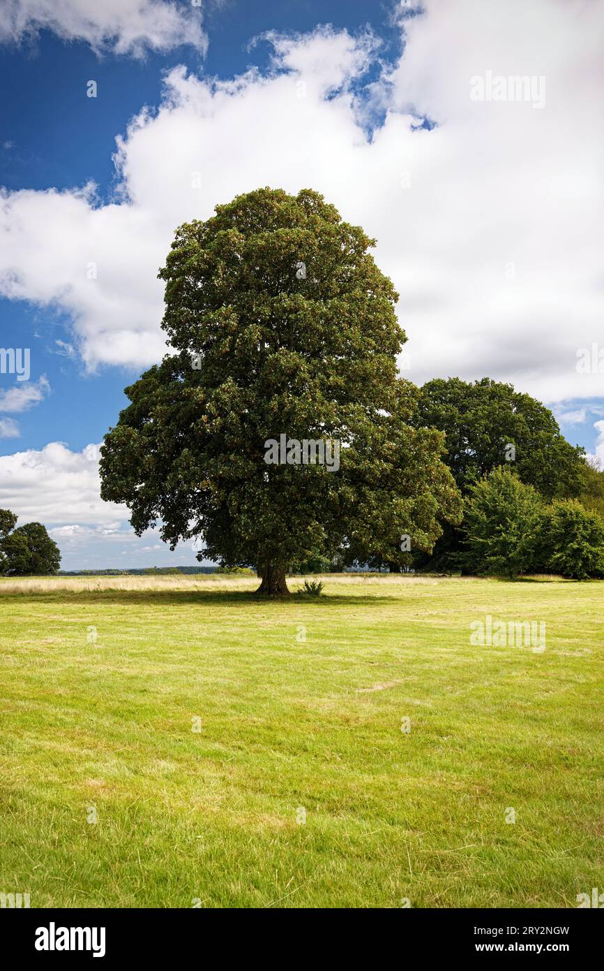 English tree hi-res stock photography and images - Alamy