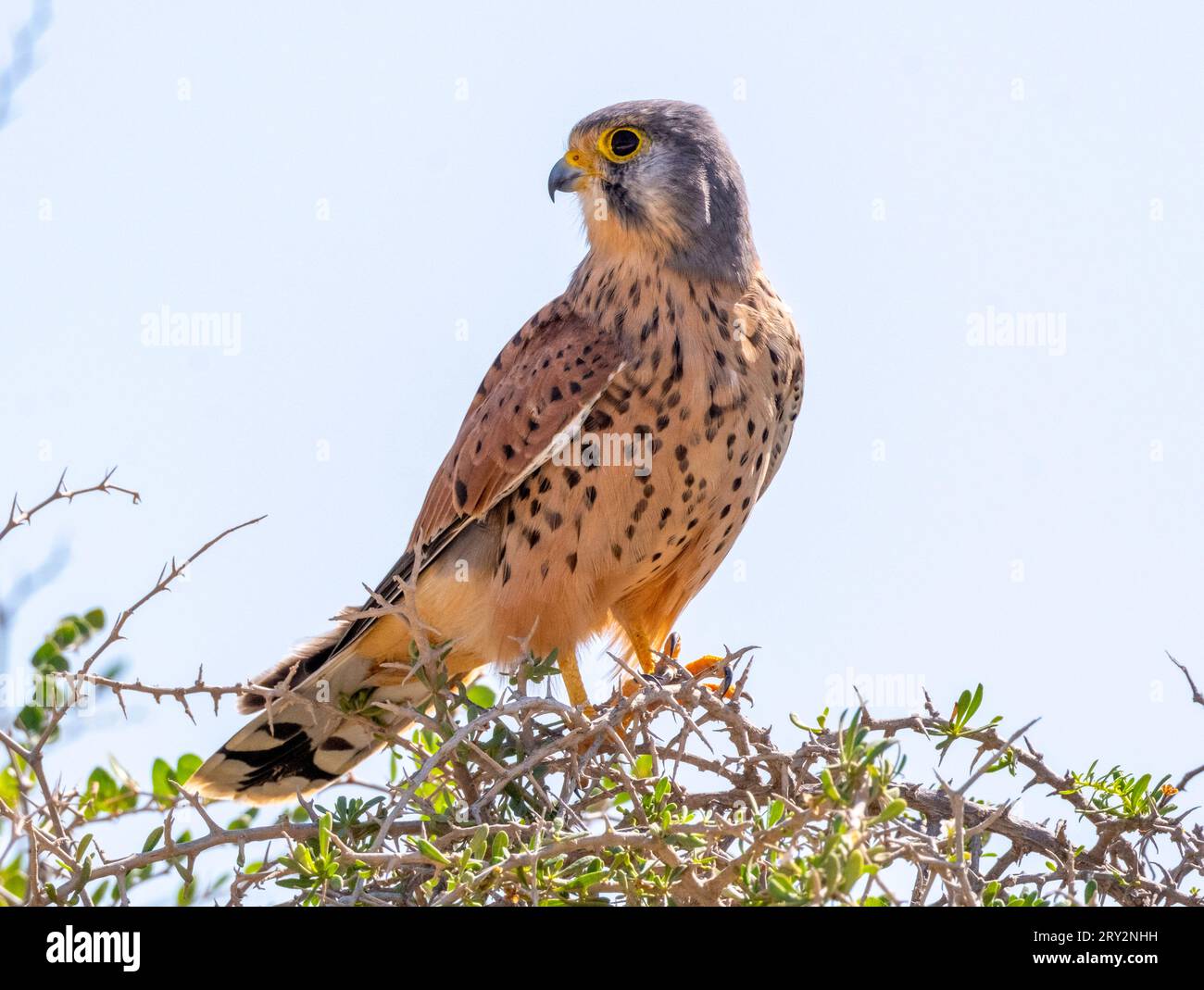Common kestrel on thorns hi-res stock photography and images - Alamy