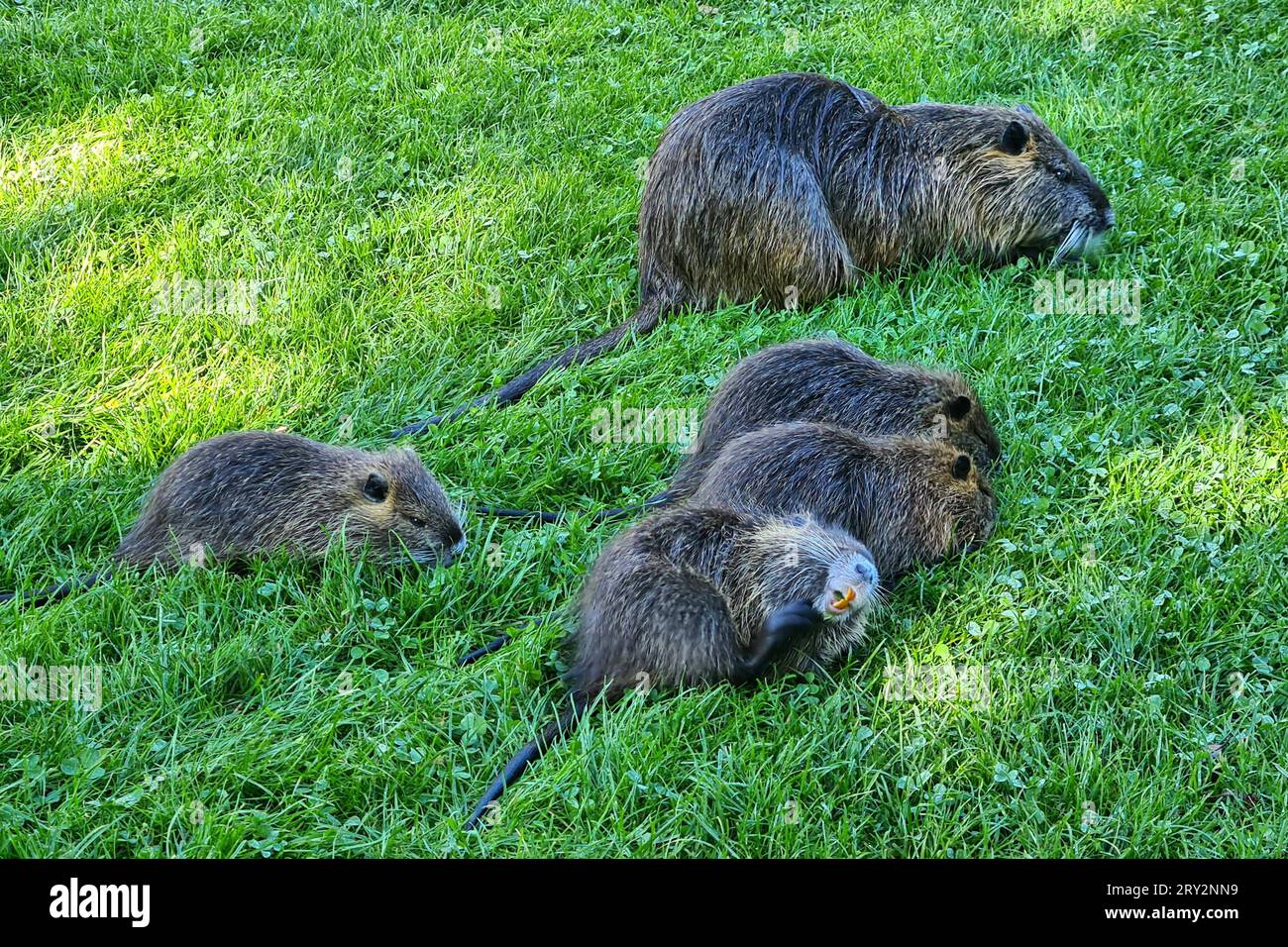 Kaiserslautern Tier, Nutria Nachwuchs auf einer Wiese, 28.09.2023 Zwei ...