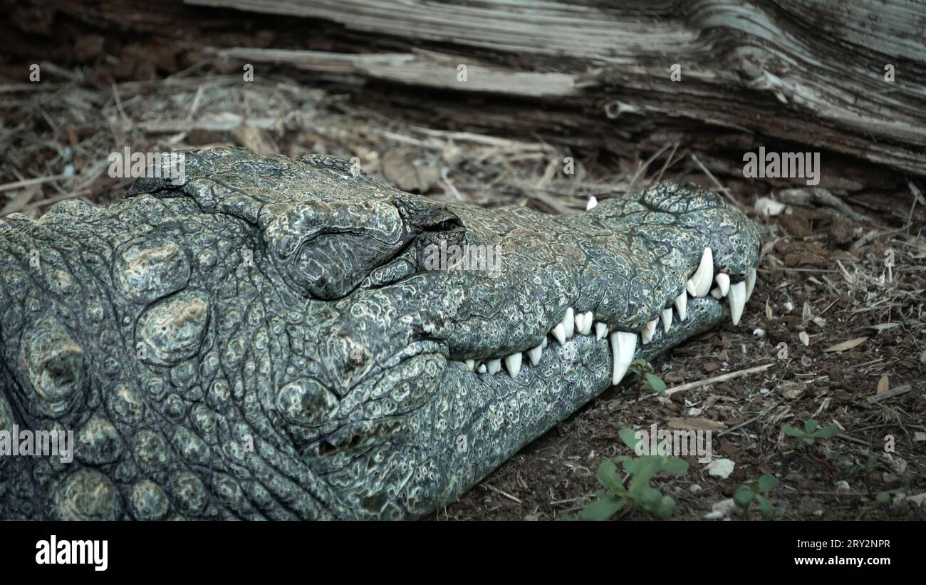 Sleeping crocodile hi-res stock photography and images - Alamy