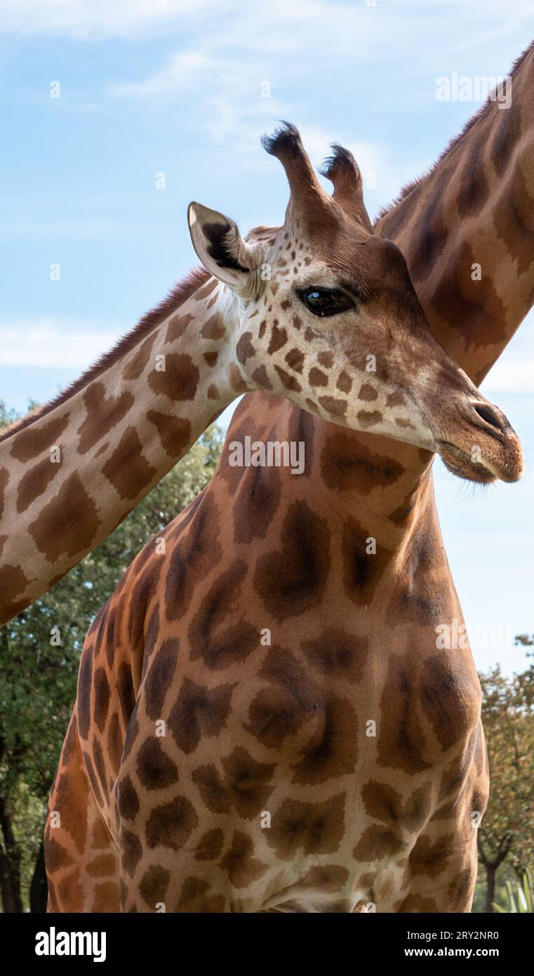 Adorable shy baby giraffe snuggles up against its mother's neck in ...