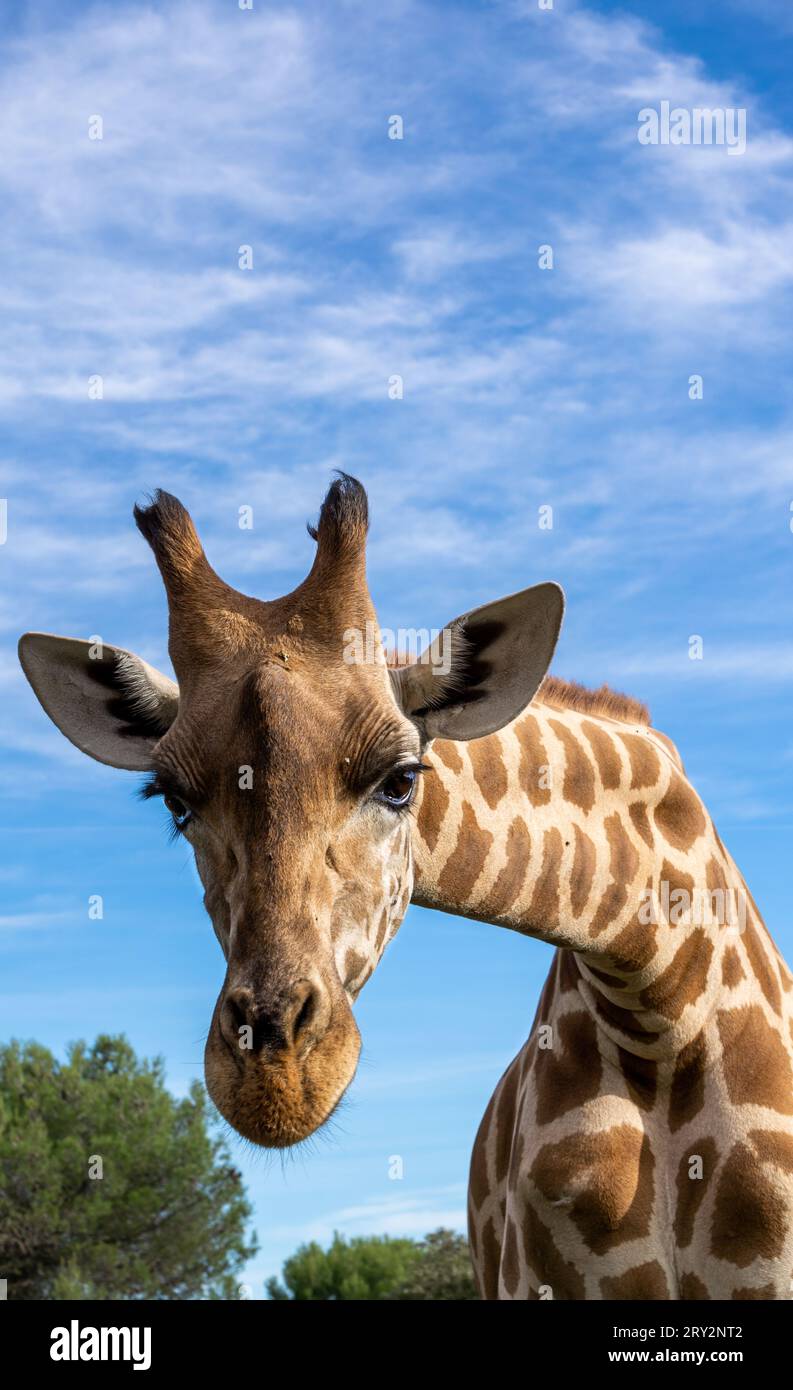 Adorable giraffe standing in hi-res stock photography and images - Alamy