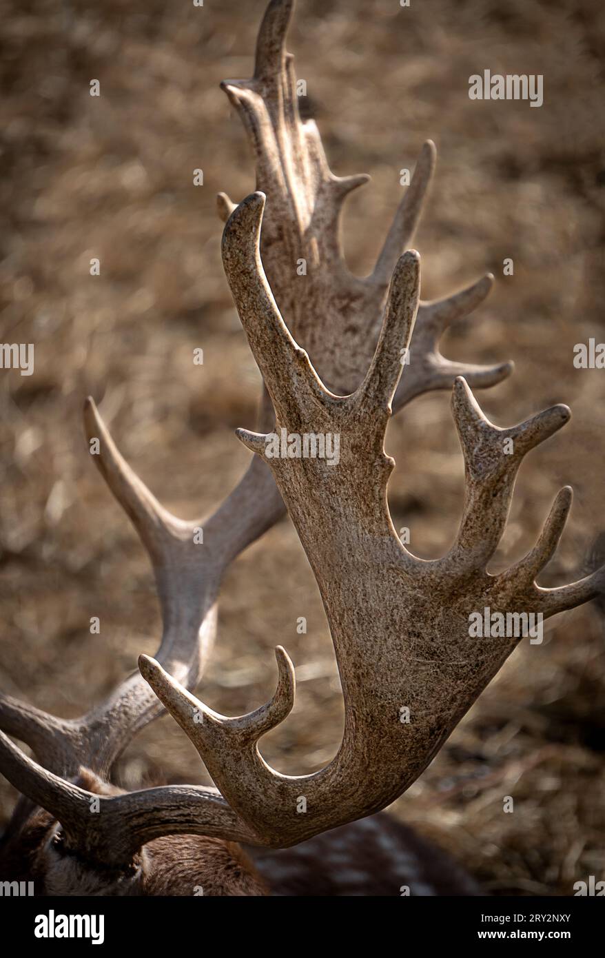 The beautiful antlers of a deer caught in the foreground at the Barben ...