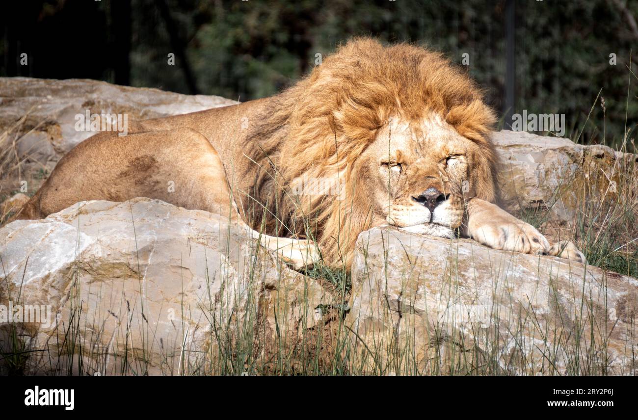 Lioness taking a short nap Stock Photo - Alamy
