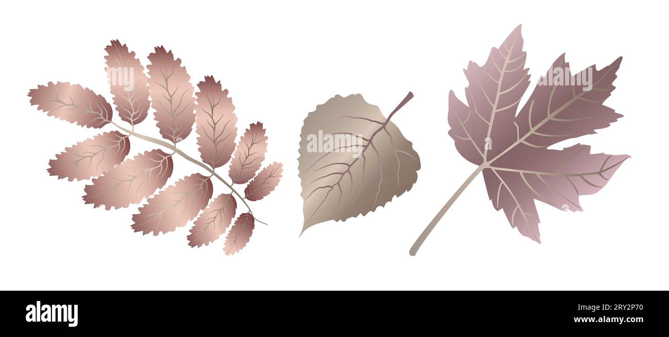 Autumn detailed veined maple and walnut leaves, leaf vein, in unusual ...