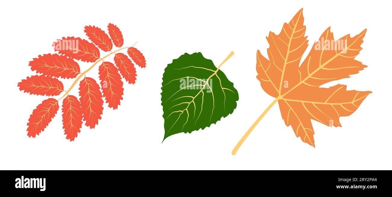 Autumn detailed veined maple and walnut leaves, leaf vein, in autumn ...