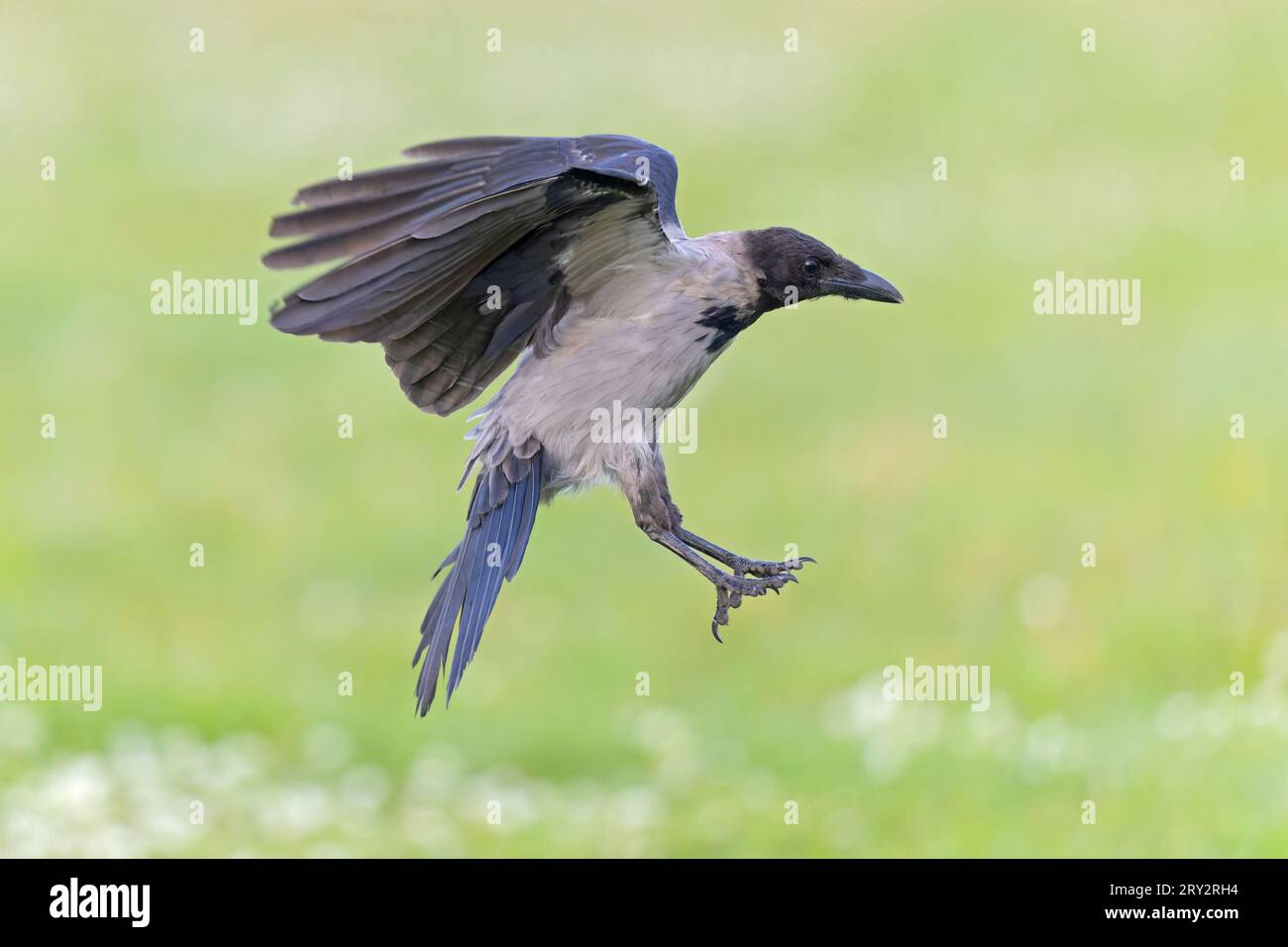 A hooded crow (Corvus cornix) in flight in the city park of Berlin ...