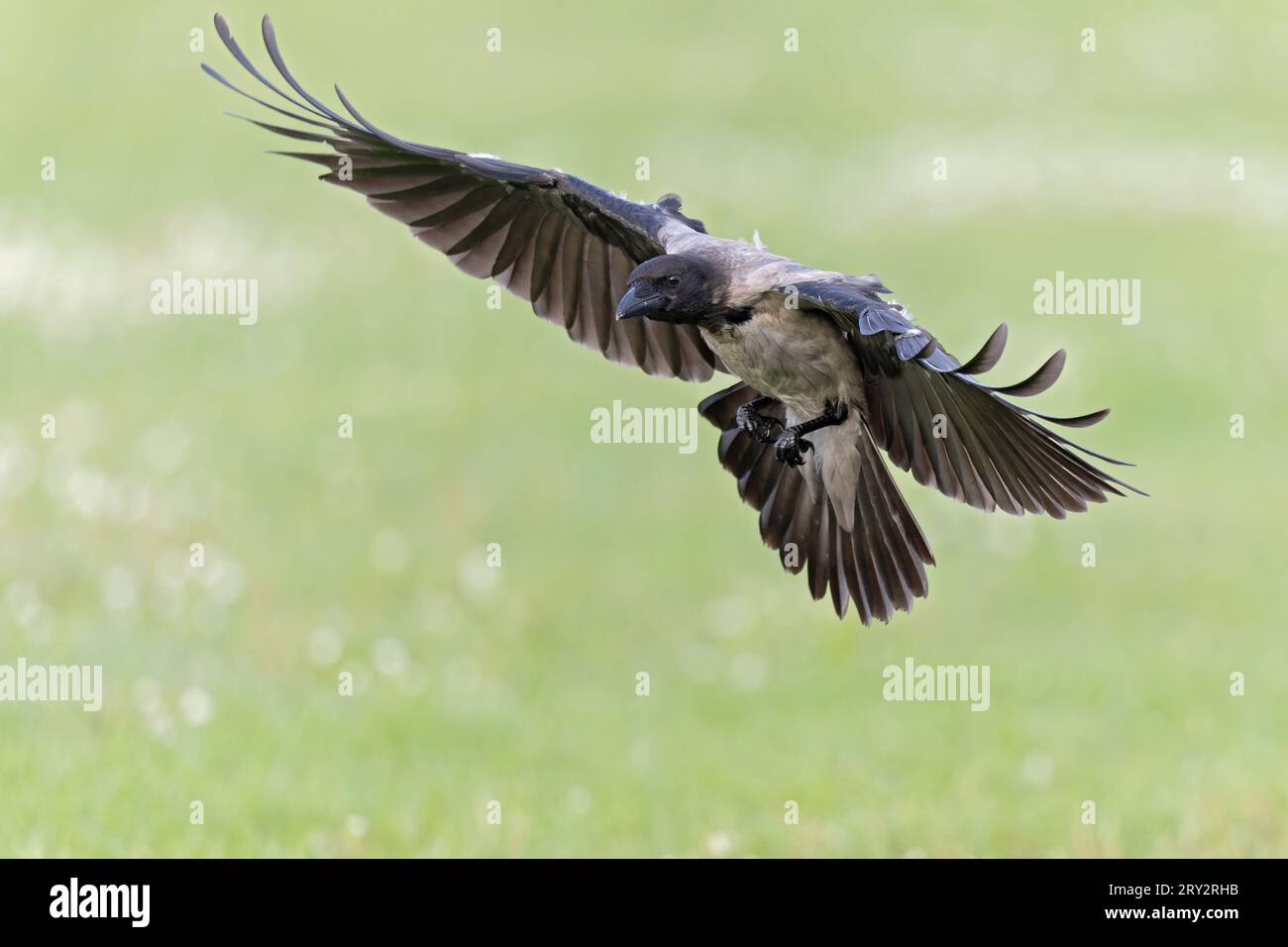A hooded crow (Corvus cornix) in flight in the city park of Berlin ...