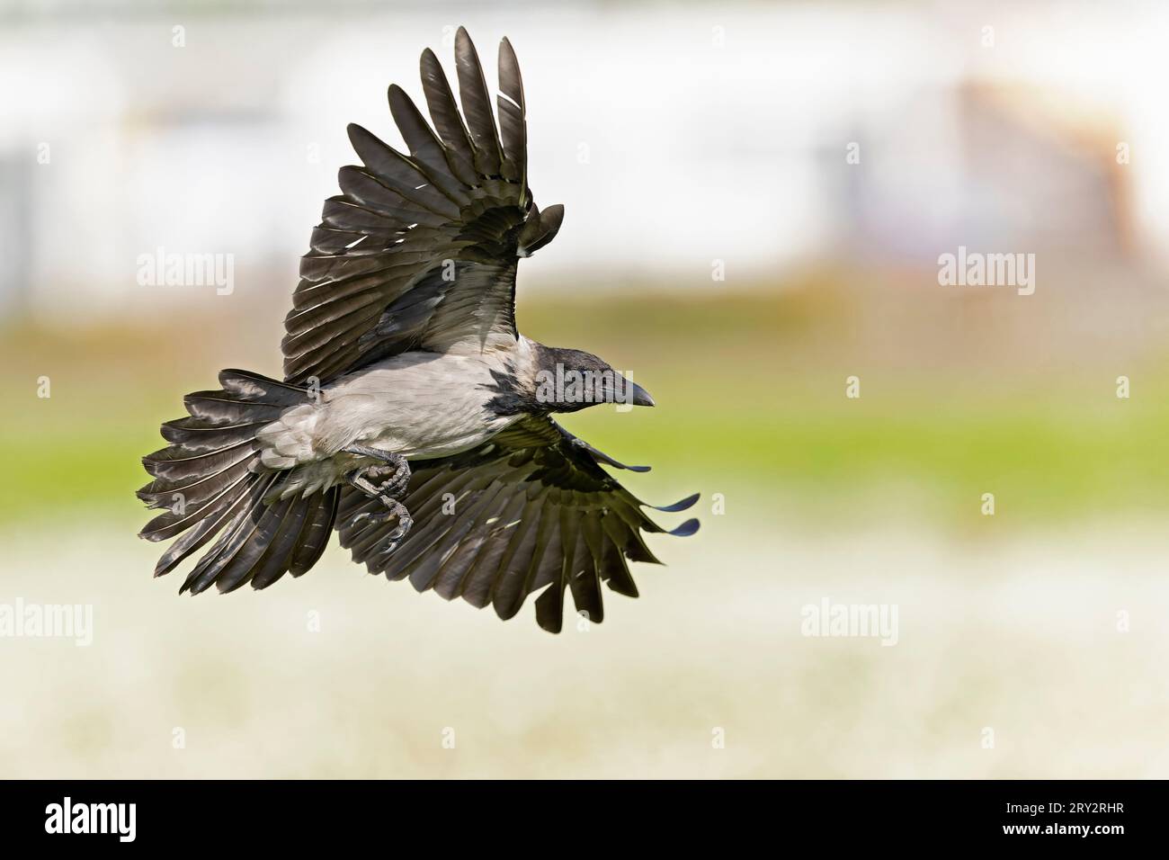 A hooded crow (Corvus cornix) in flight in the city park of Berlin ...