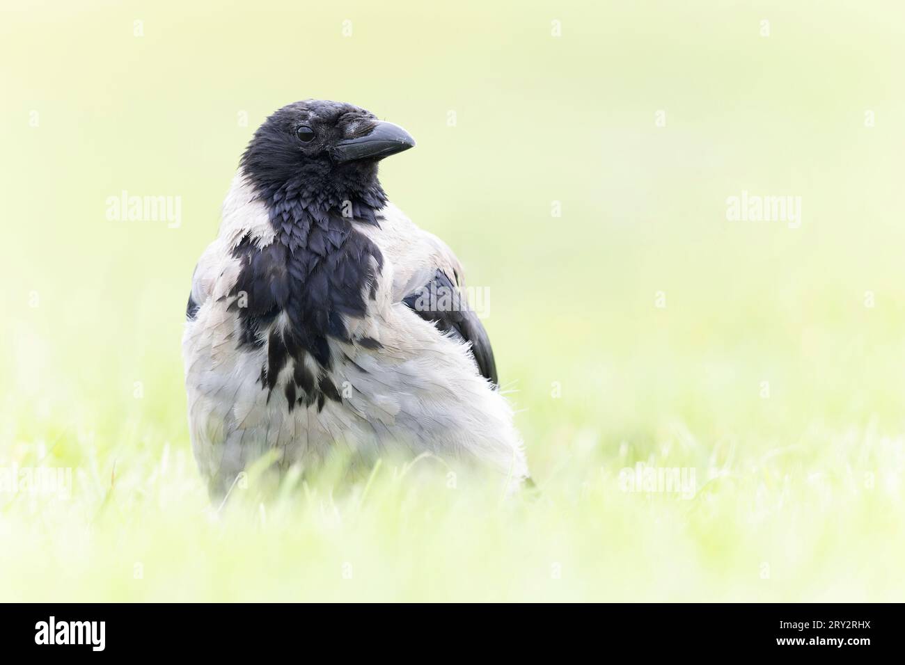 A hooded crow (Corvus cornix) in resting in a field Stock Photo - Alamy