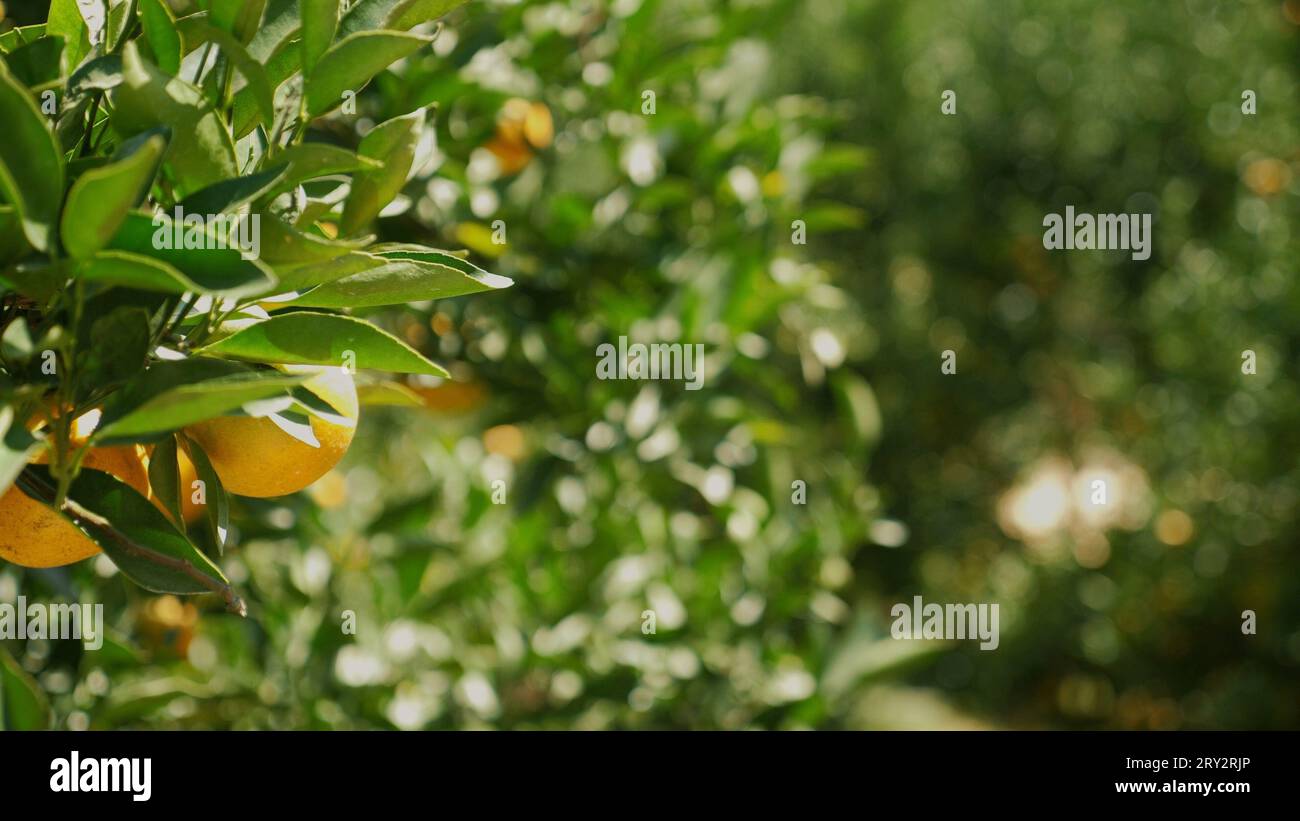 Tangerine citrus fruits hang from branches of thriving tree in sunny ...
