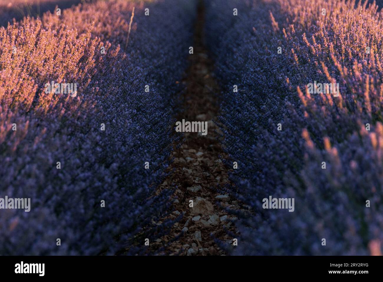 Lavanda al atardecer hi-res stock photography and images - Alamy
