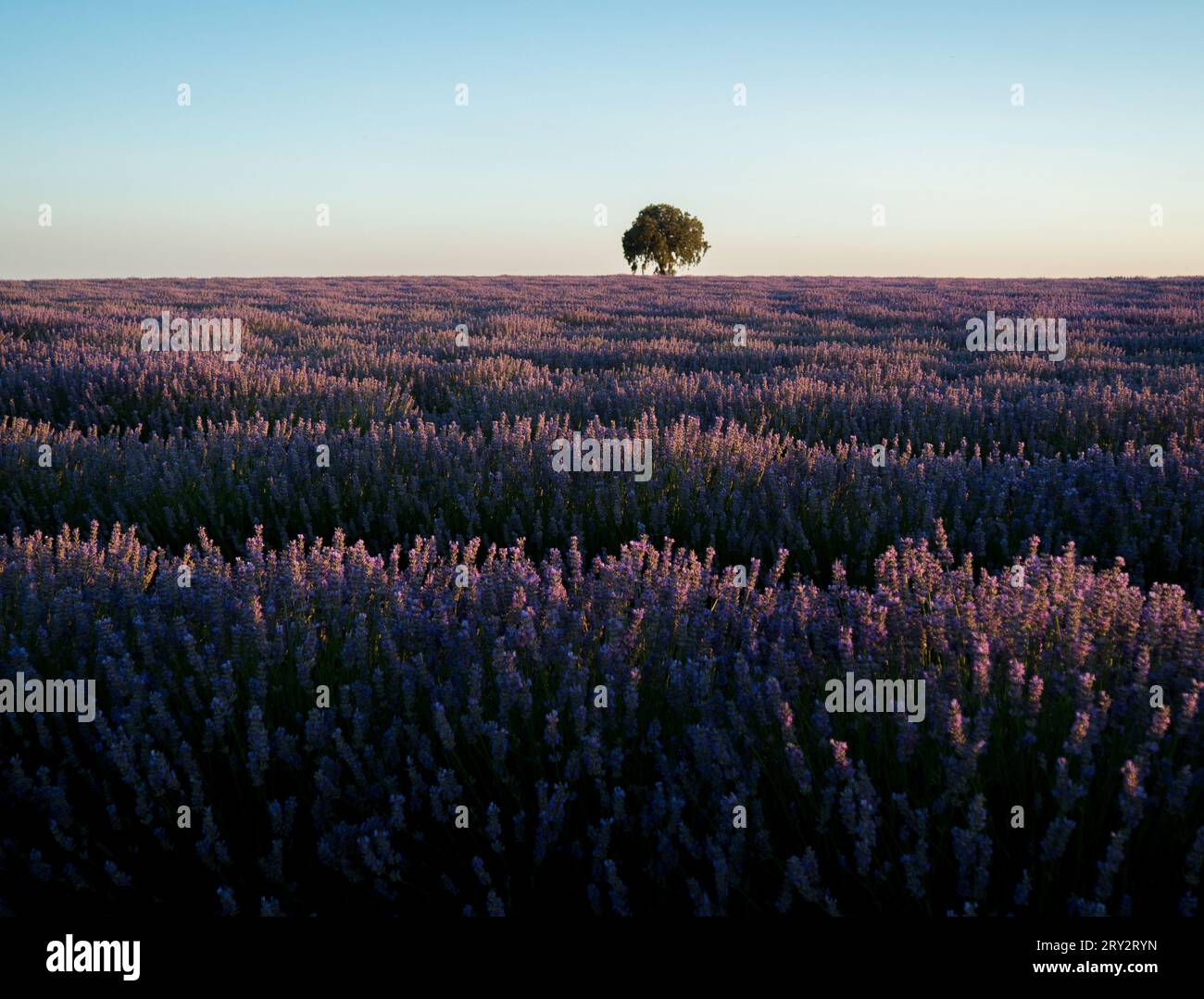 lavender fields in summer Stock Photo - Alamy
