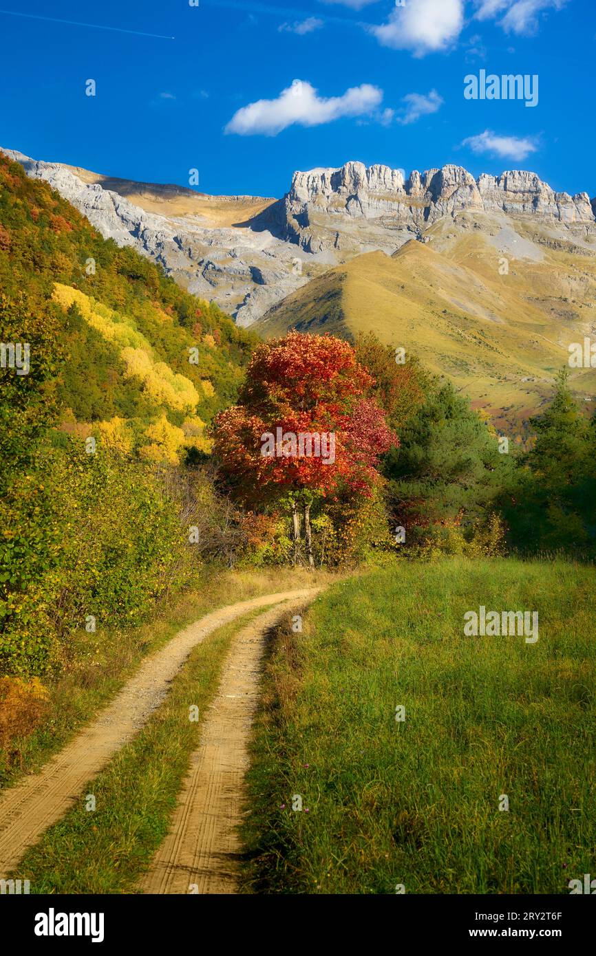 Red tree at the end of a path surrounded by mountains in autumn Stock Photo - Alamy