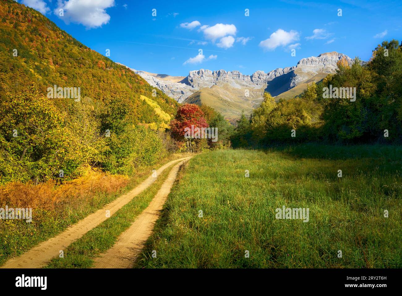 Red tree at the end of a path surrounded by mountains in autumn Stock Photo - Alamy