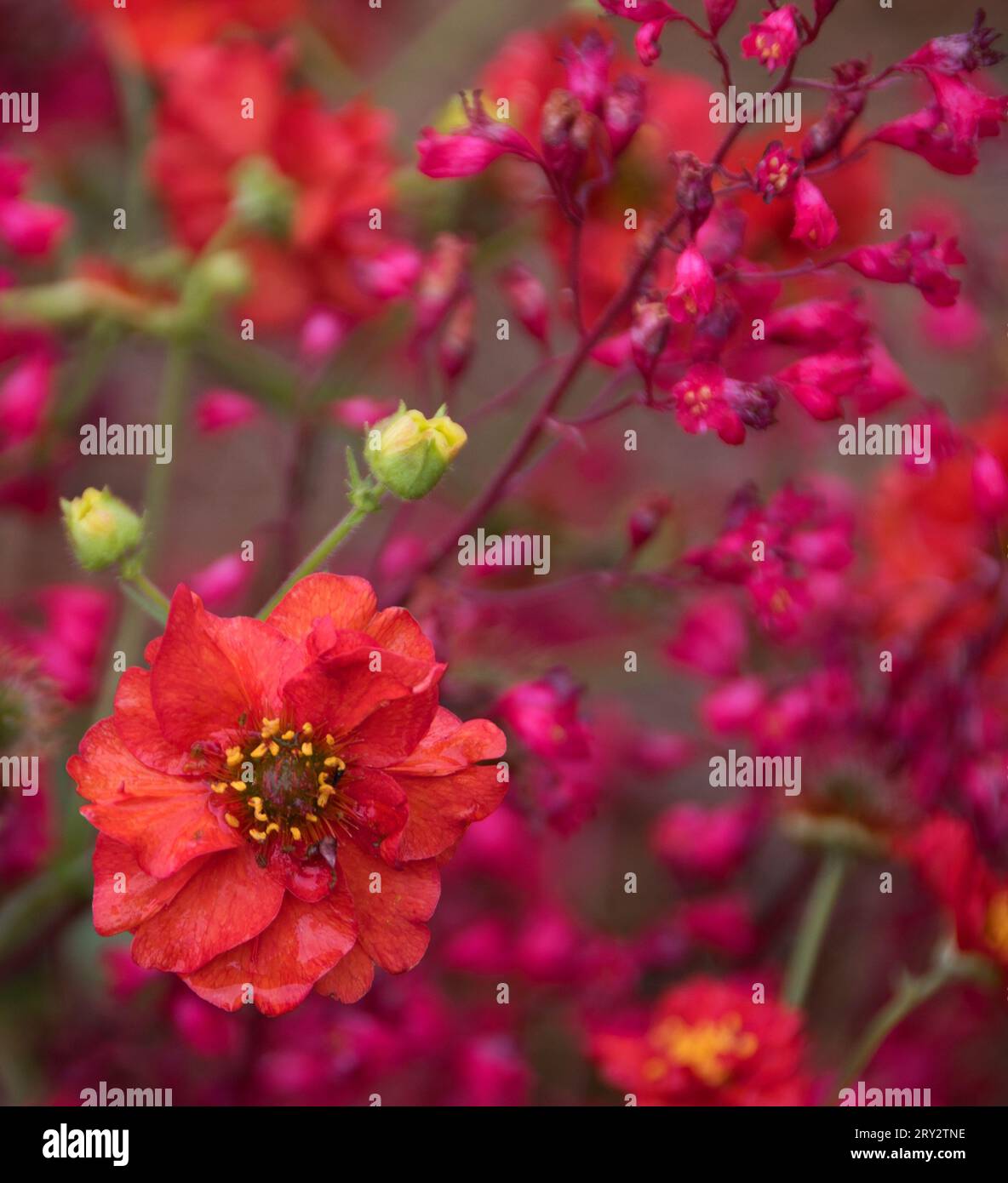 Scarlet dragon hi-res stock photography and images - Alamy