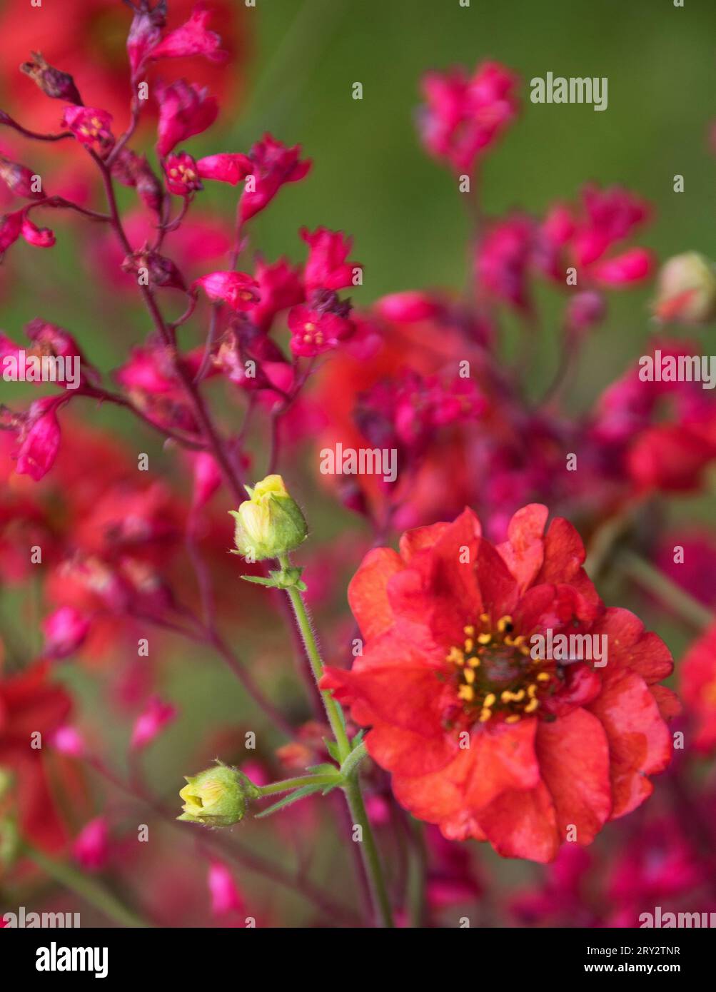Scarlet dragon hi-res stock photography and images - Alamy