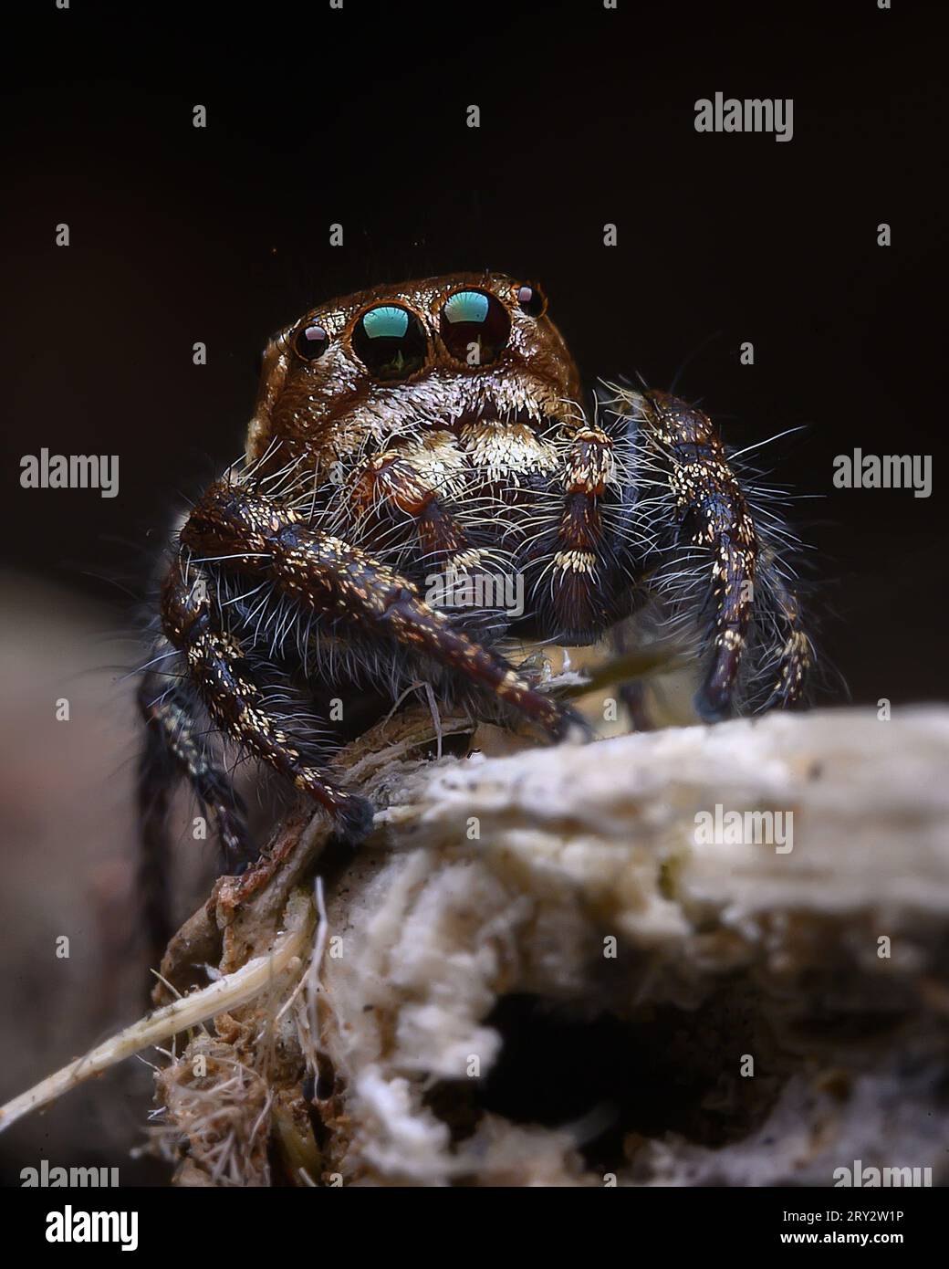 Jumping Spider extreme macro image with crisp details Stock Photo - Alamy