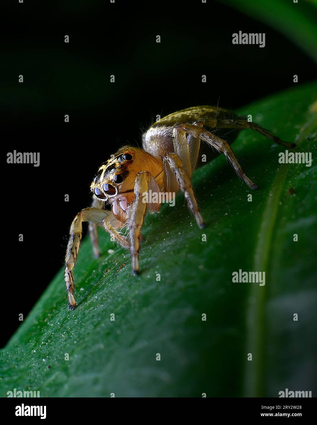Jumping Spider extreme macro image with crisp details Stock Photo - Alamy