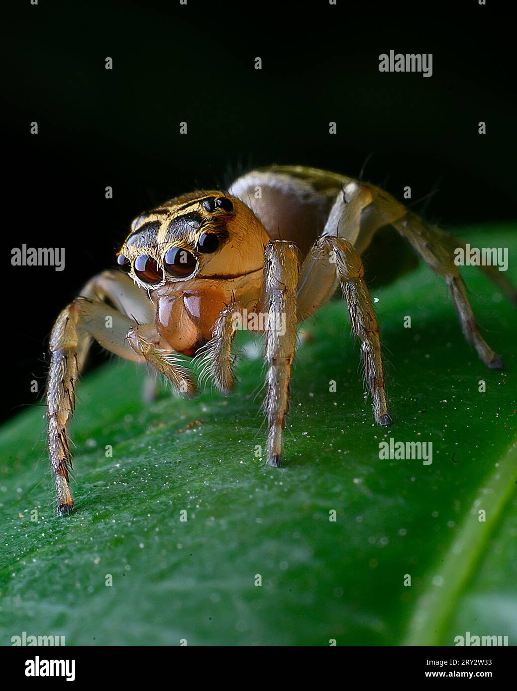 Jumping Spider extreme macro image with crisp details Stock Photo - Alamy
