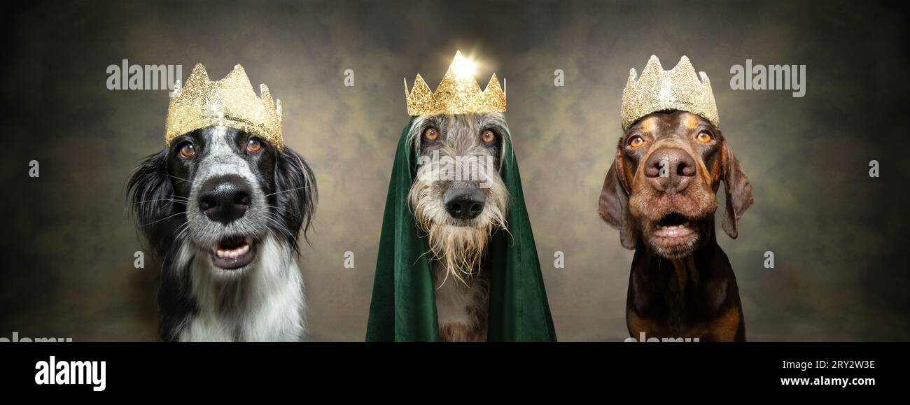 pet crown. three dogs celebrating the three wise men from the birth of ...