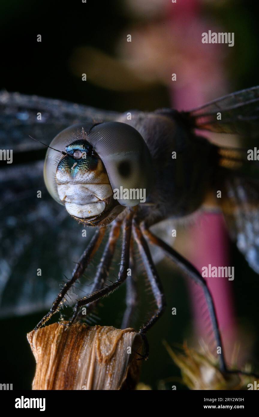 Extreme Close up of Dragon fly Compound Eyes Stock Photo - Alamy