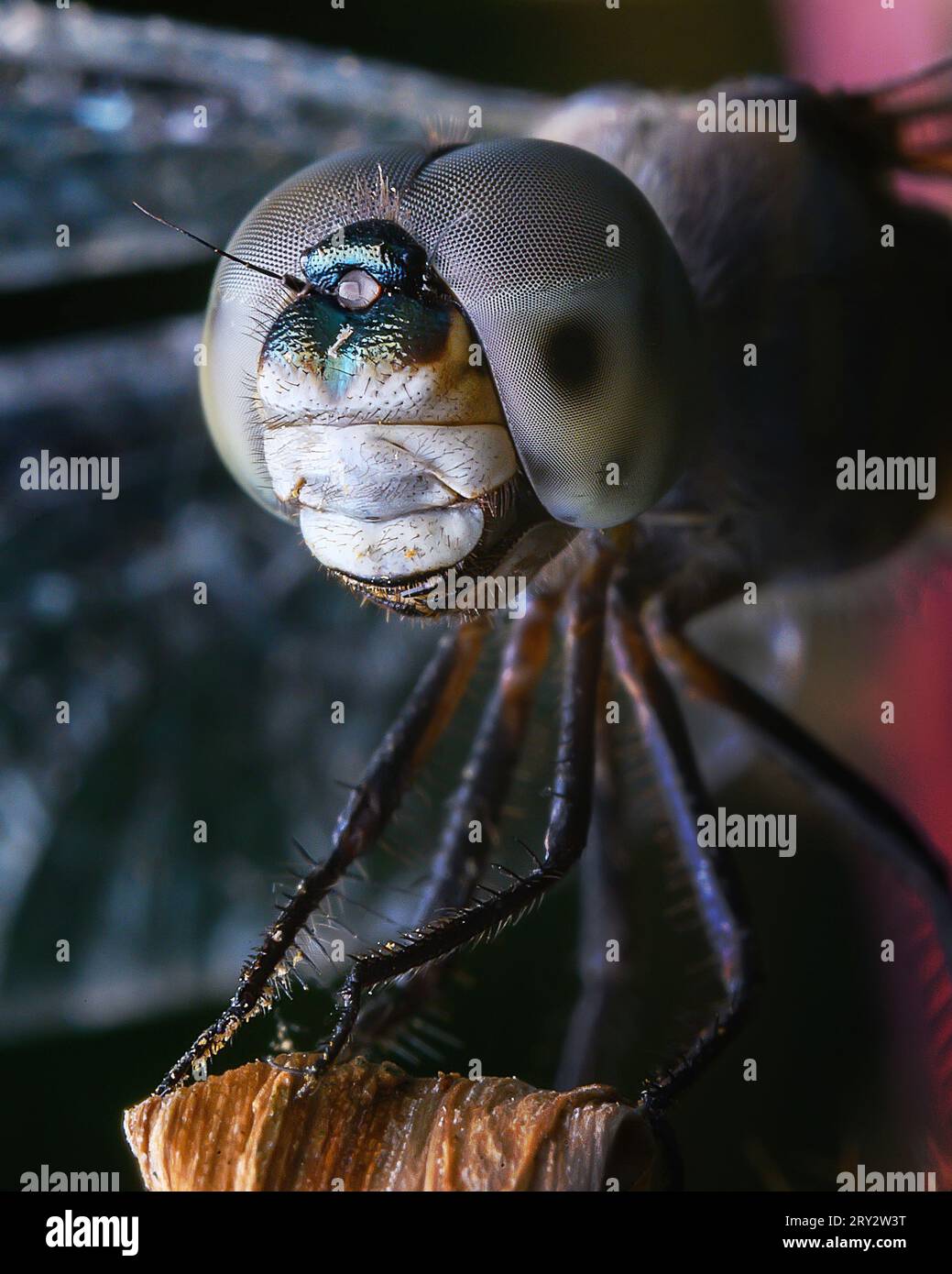 Extreme Close up of Dragon fly Compound Eyes Stock Photo - Alamy