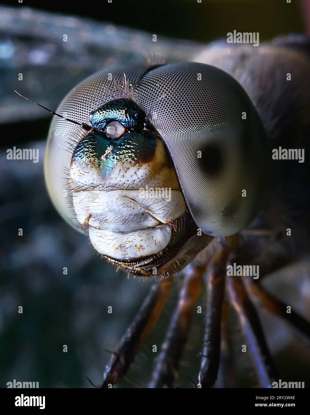 Extreme Close up of Dragon fly Compound Eyes Stock Photo - Alamy