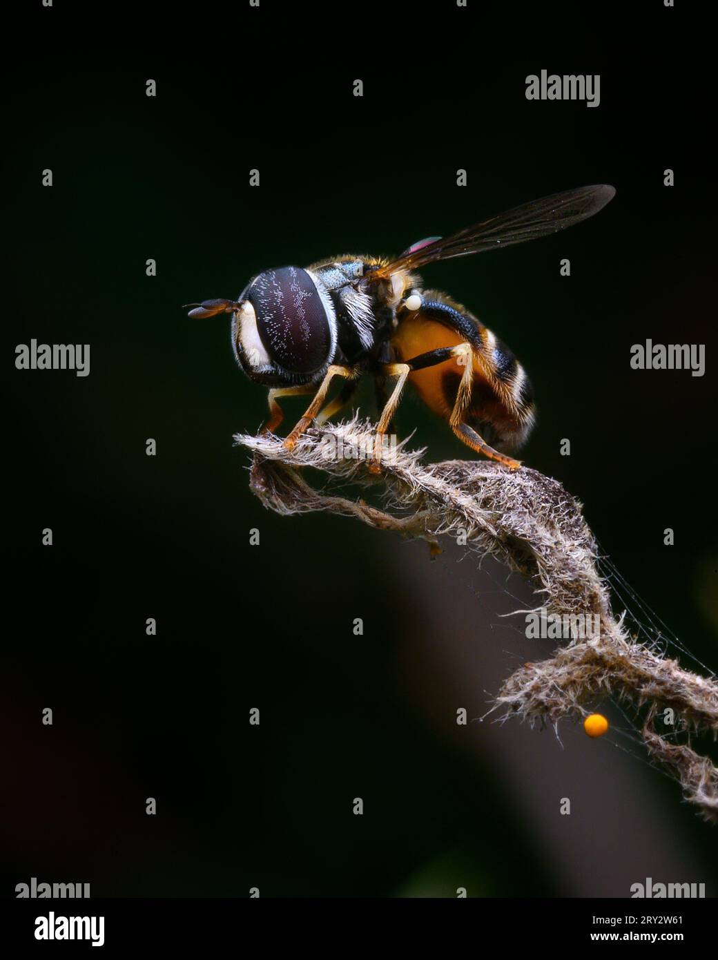 Extreme Macro image of a hover fly resting on a stick Stock Photo - Alamy