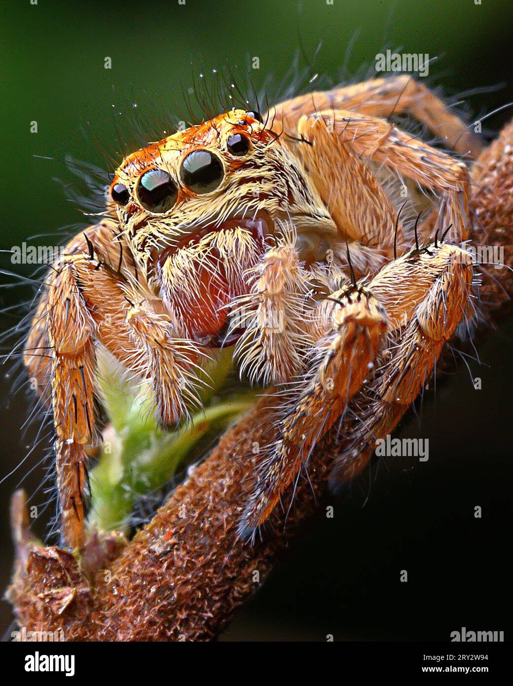 Jumping Spider extreme macro image with crisp details Stock Photo - Alamy