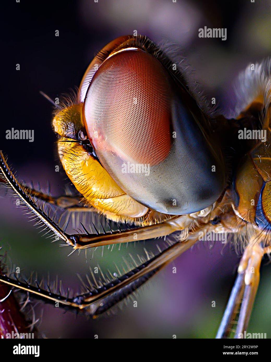Extreme Close up of Dragon fly Compound Eyes Stock Photo - Alamy
