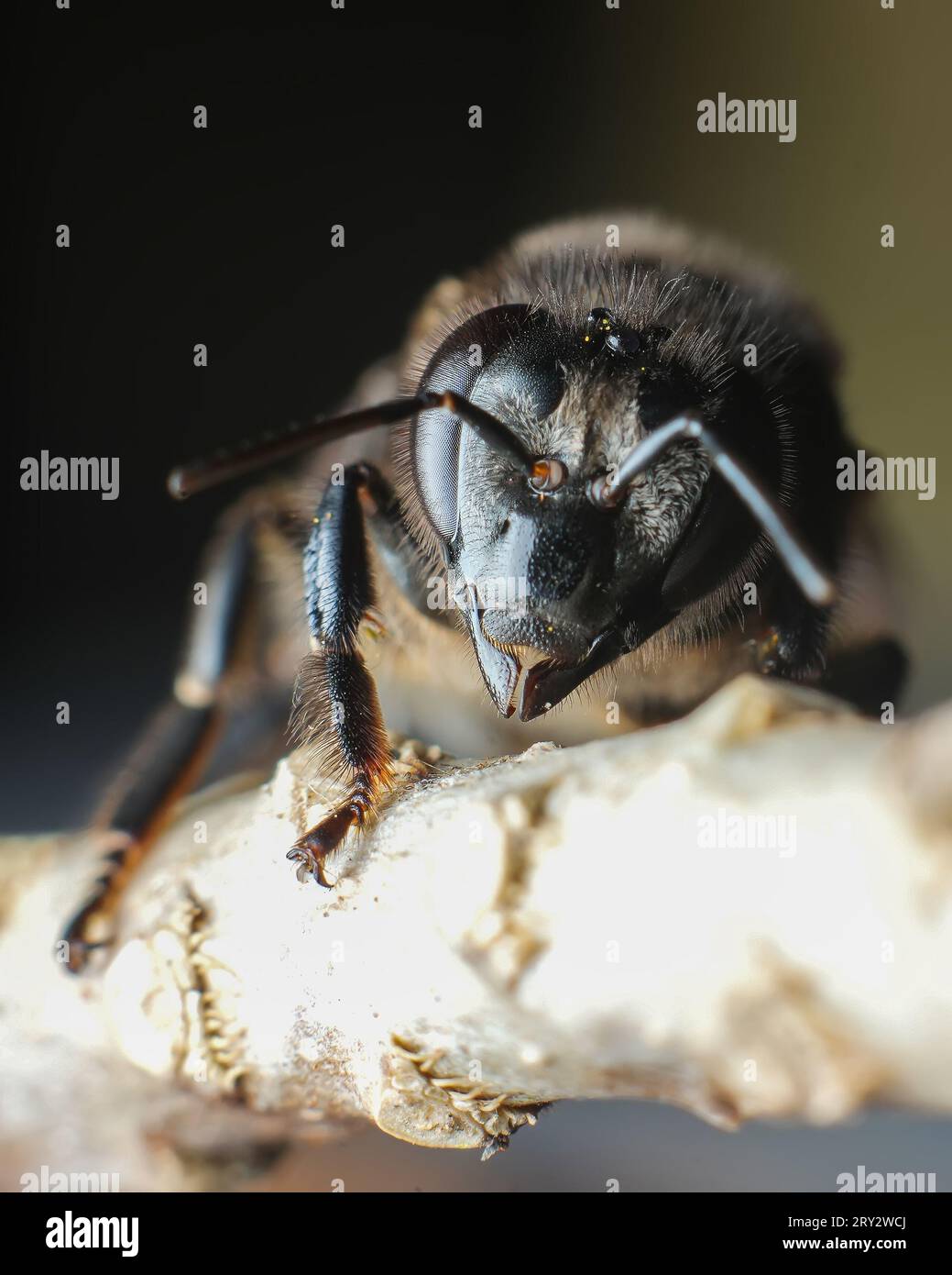 Extreme macro images of insects with crisp details Stock Photo - Alamy