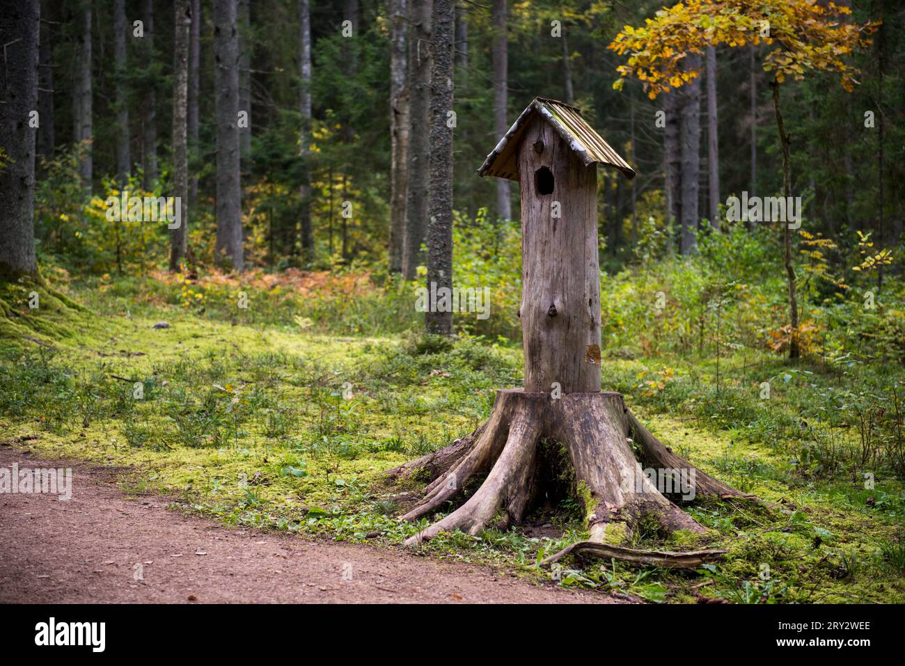Bird house made from tree stump in the woods Stock Photo - Alamy