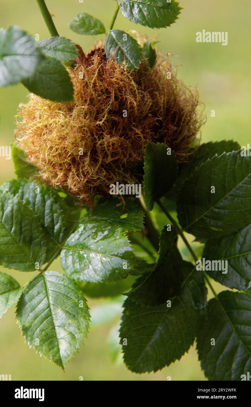 Diplolepis rosae - a rose gall Stock Photo - Alamy