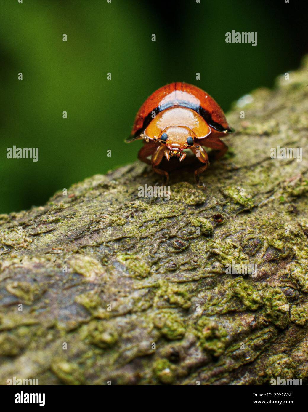 Extreme macro images of insects with crisp details Stock Photo - Alamy