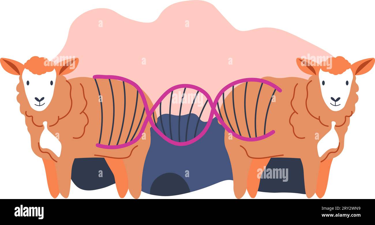 Cloning of animals, genetically modified sheep Stock Vector Image & Art ... Cloning of animals, genetically modified sheep Stock Vector Image & Art ...