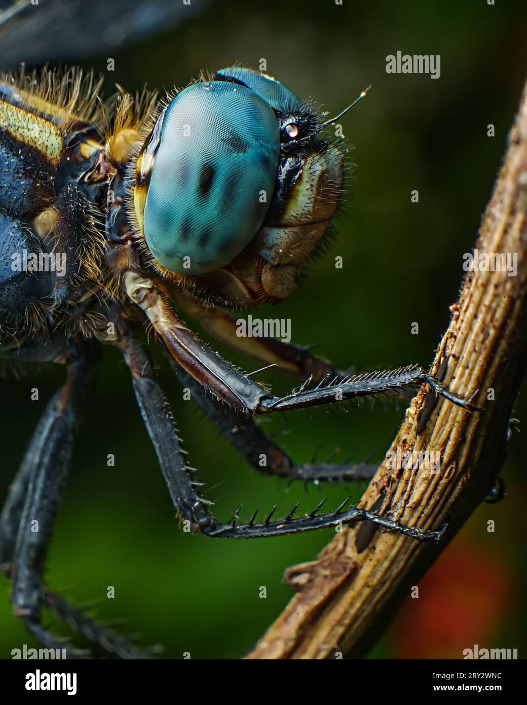 Extreme Close up of Dragon fly Compound Eyes Stock Photo - Alamy