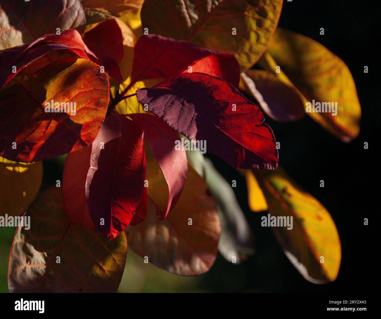 Grace tan hi-res stock photography and images - Alamy