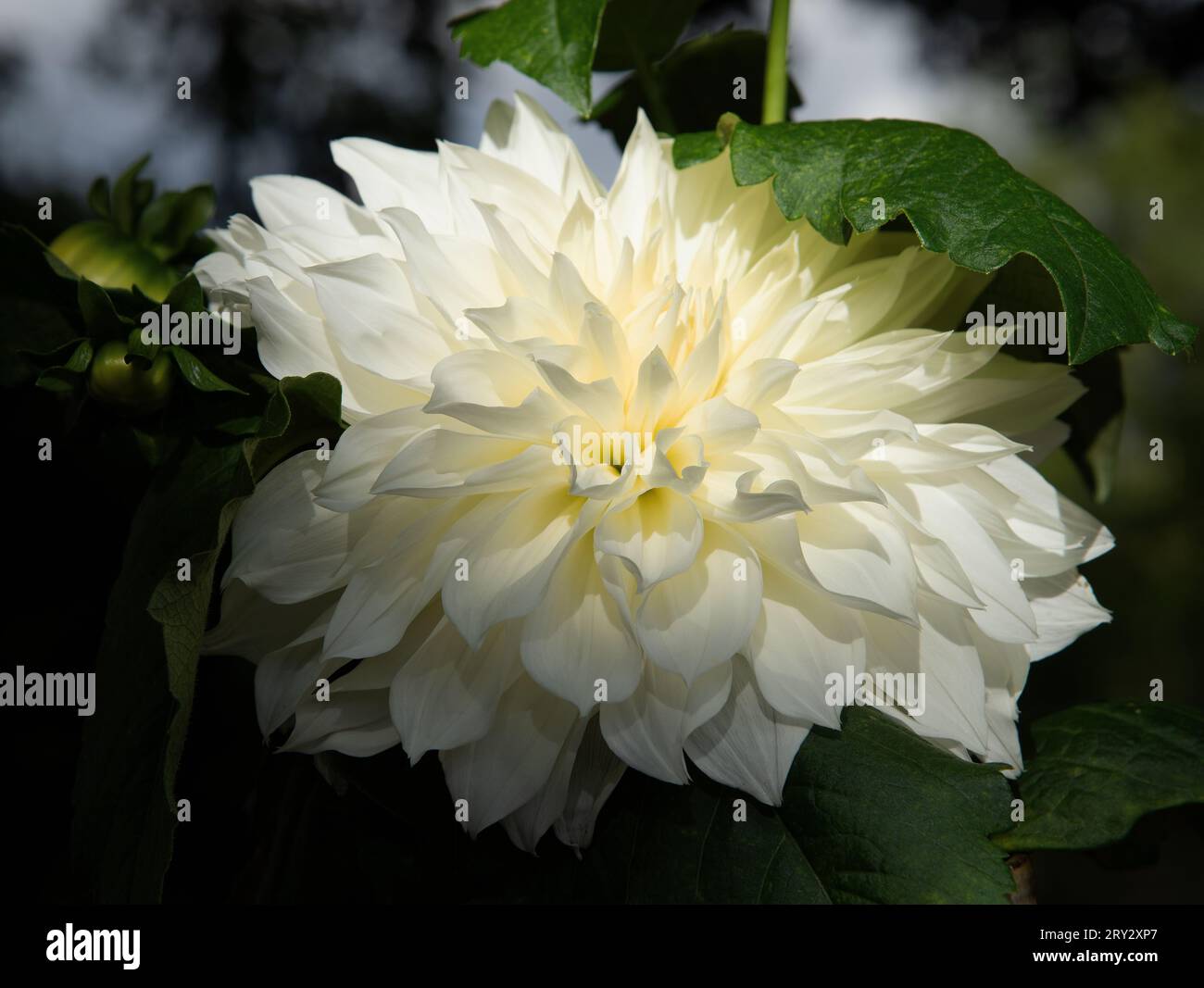Sarah raven collection hi-res stock photography and images - Alamy